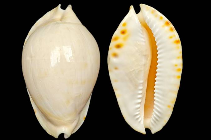 shellauction.net :: Zoila marginata albanyensis f.nimbosa - 3653514