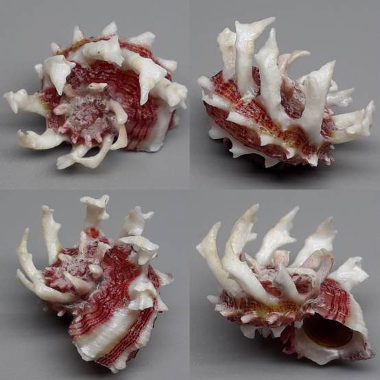 shellauction.net :: Angaria formosa - 3653544