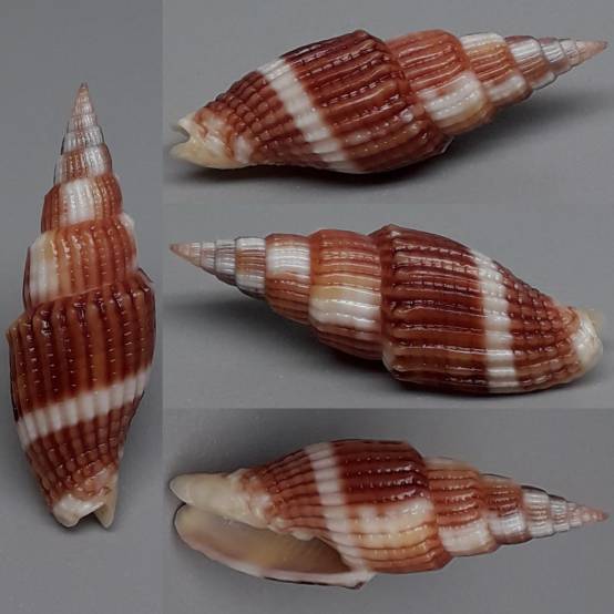 shellauction.net :: Vexillum cookorum - 3653549