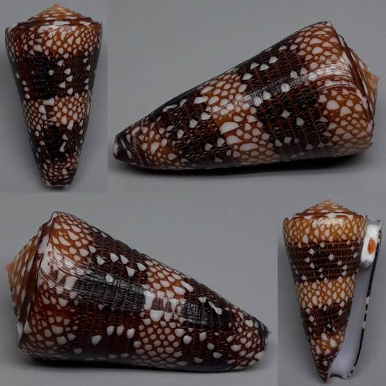 shellauction.net :: Conus nobilis victor - 3653560