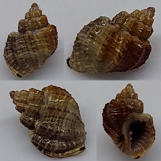 shellauction.net :: Scalptia sp. - 3653581