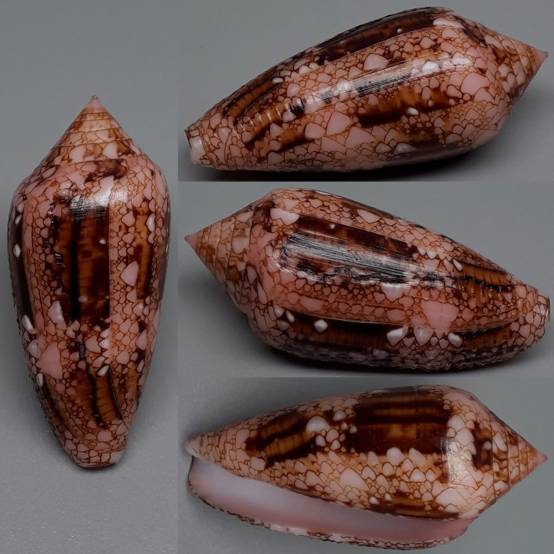 shellauction.net :: Conus legatus - 3653583