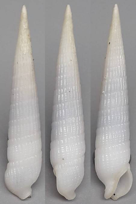 shellauction.net :: Terebra sp. - 3653587