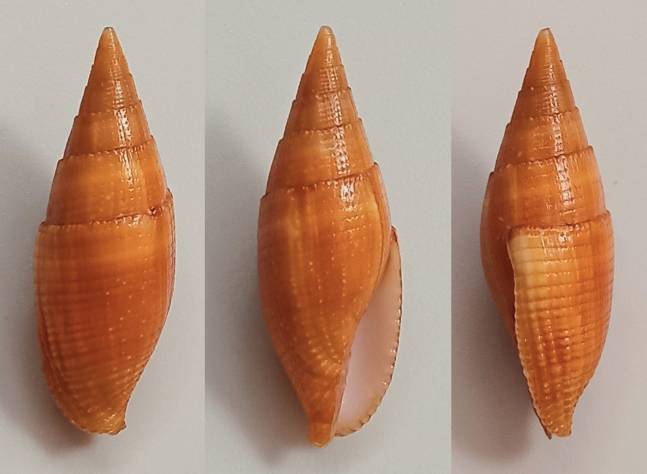 shellauction.net :: Mitra fulvescens - 3653625