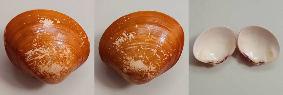 shellauction.net :: Cyclina sinensis - 3653723