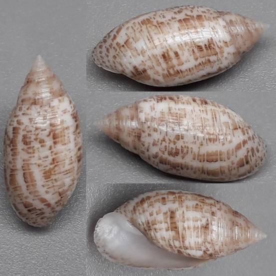 shellauction.net :: Pupa sulcata - 3653777