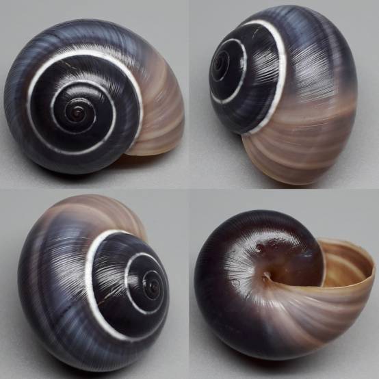 shellauction.net :: Xesta tomiana - 3653816