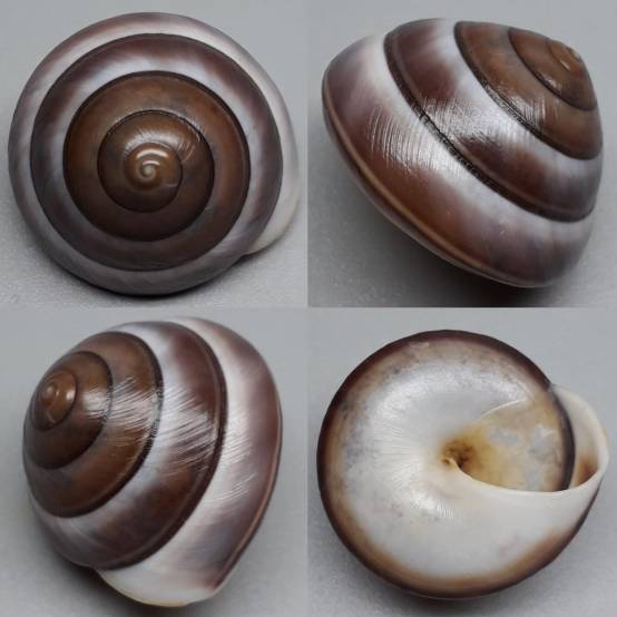 shellauction.net :: Xesta tomiana - 3653821