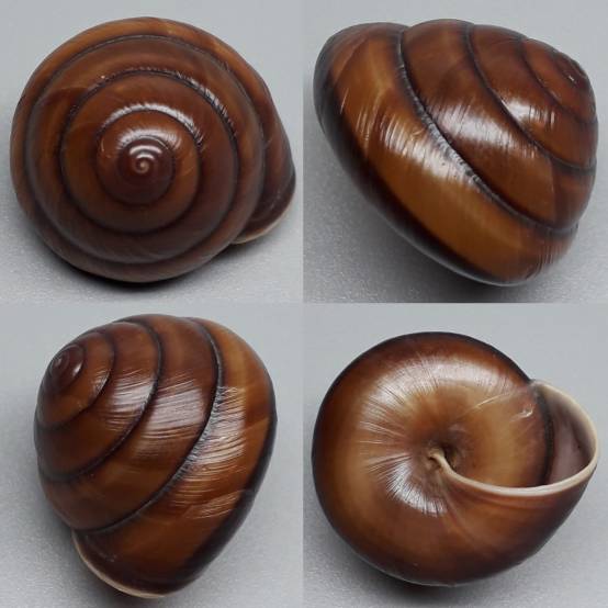 shellauction.net :: Xesta tomiana - 3653825