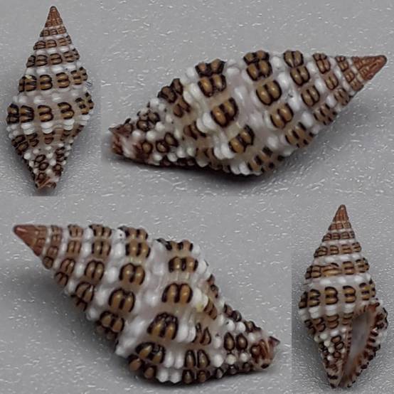 shellauction.net :: Engina sp. - 3653967