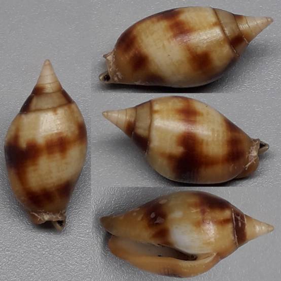 shellauction.net :: Nebularia acuminata - 3653977