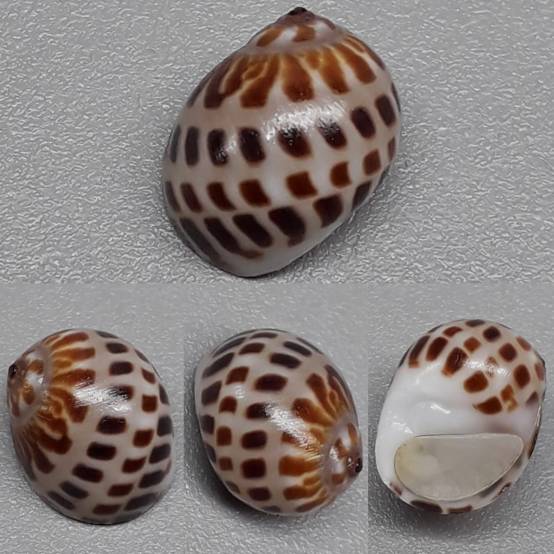 shellauction.net :: Natica sp. - 3654078