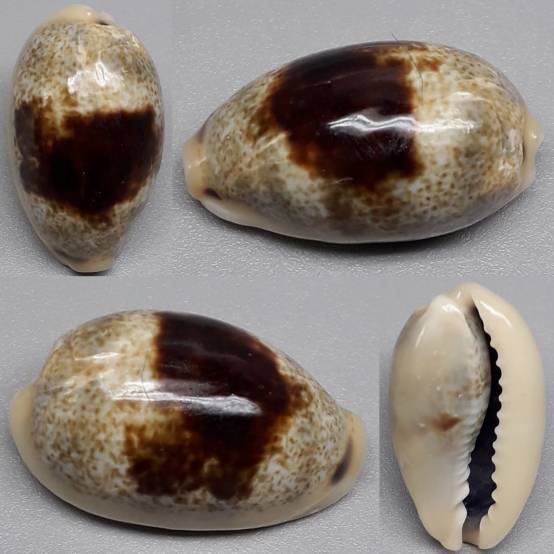 shellauction.net :: Erronea errones - 3654098