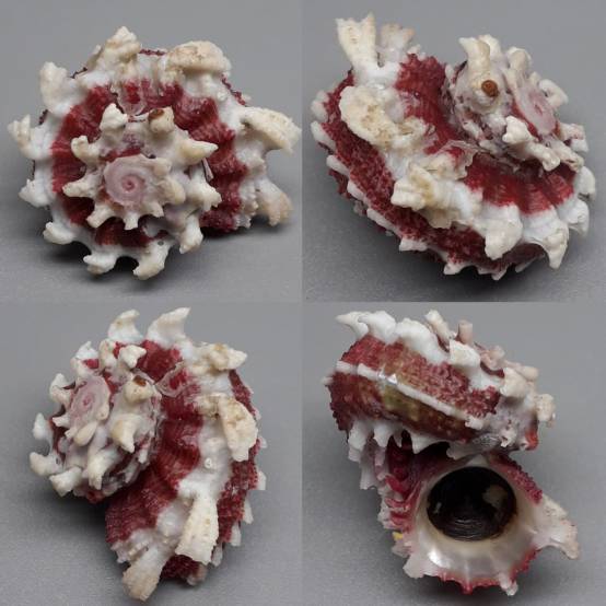 shellauction.net :: Angaria formosa - 3654102