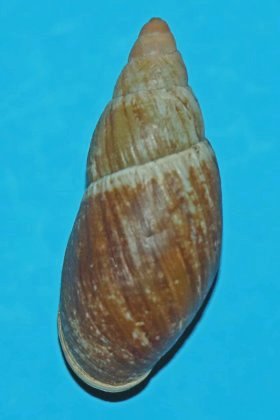 shellauction.net :: Placostylus bivaricosus - 3654105