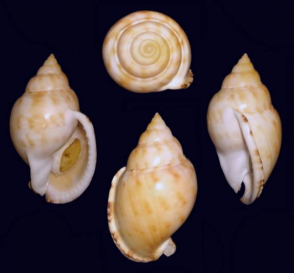 shellauction.net :: Semicassis inornata - 3654112