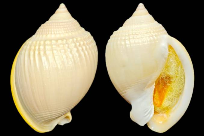 shellauction.net :: Semicassis semigranosa - 3654162