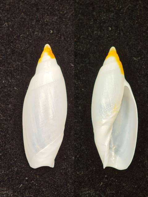 shellauction.net :: Ancillista muscae - 3654185