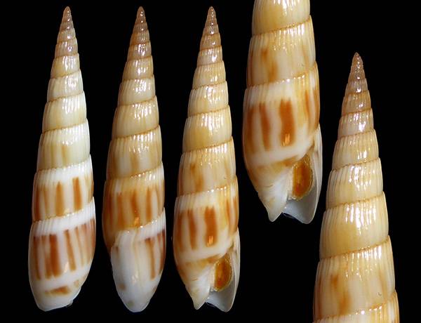 shellauction.net :: Hastula natalensis - 3654280