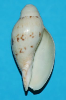 shellauction.net :: Cymbiola magnifica - 3654294