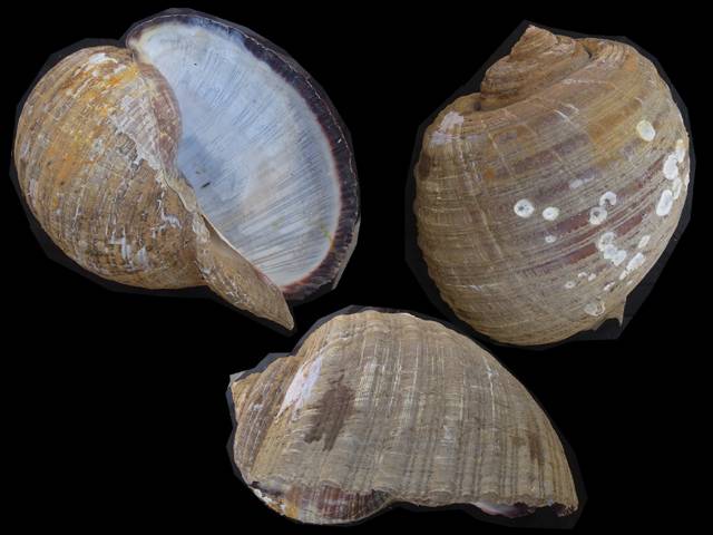 shellauction.net :: Tonna olearium - 3654329