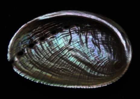 shellauction.net :: Haliotis diversicolor - 3654335