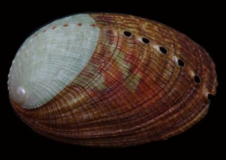 shellauction.net :: Haliotis diversicolor - 3654338