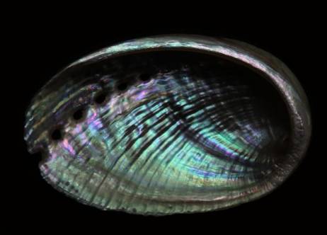 shellauction.net :: Haliotis diversicolor - 3654338