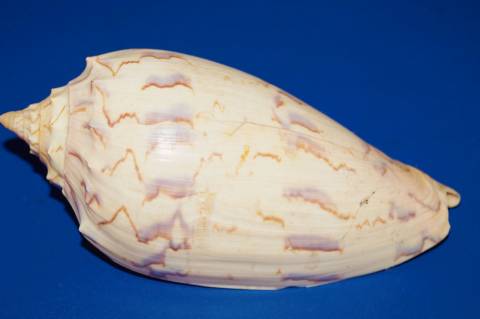 shellauction.net :: Amoria hunteri - 3654380