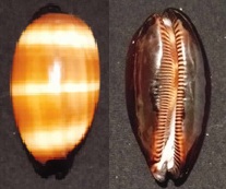 shellauction.net :: Talparia talpa - 3654390