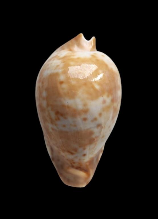 shellauction.net :: Umbilia hesitata - 3654396