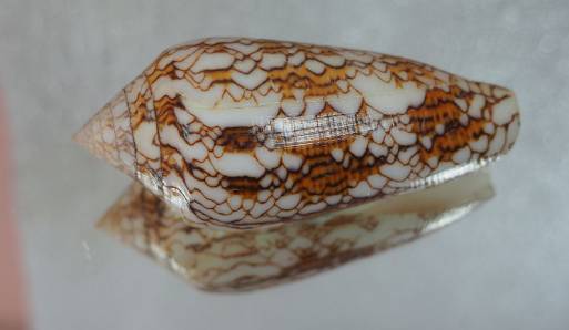 shellauction.net :: Conus textile neovicarius - 3654397