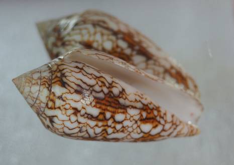 shellauction.net :: Conus textile neovicarius - 3654397