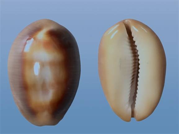 shellauction.net :: Lyncina ventriculus topee - 3654399