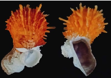 shellauction.net :: Spondylus butleri - 3654445