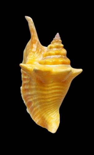 shellauction.net :: Aliger gallus - 3654535