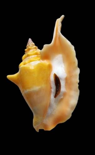 shellauction.net :: Aliger gallus - 3654535