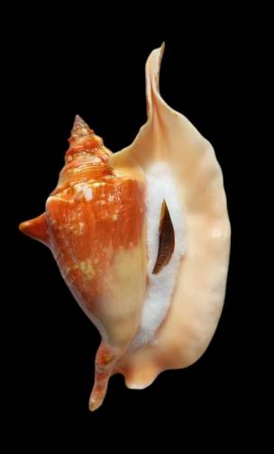 shellauction.net :: Aliger gallus - 3654536