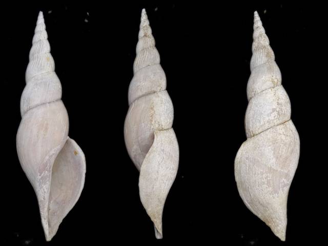 shellauction.net :: Teramachia johnsoni williamsorum - 3654545