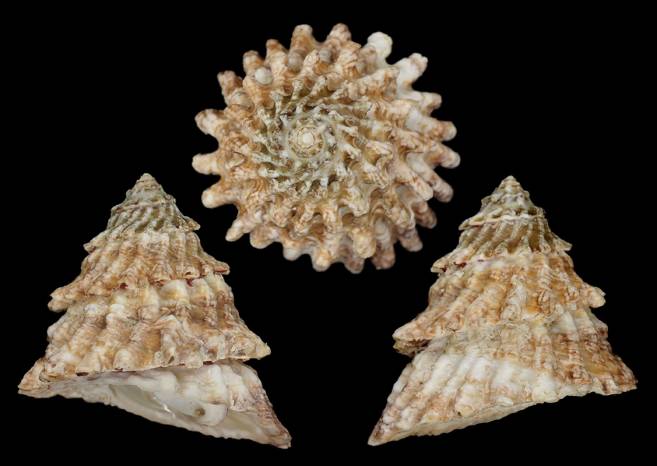 shellauction.net :: Lithopoma tectum - 3654597