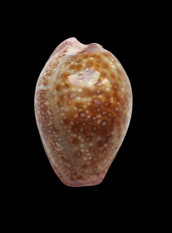 shellauction.net :: Naria marginalis - 3654599