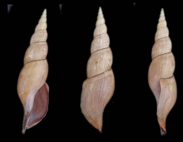 shellauction.net :: Teramachia johnsoni williamsorum - 3654684