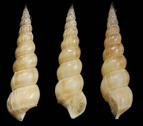 shellauction.net :: Amaea bitaeniata - 3654793