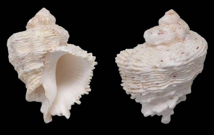 shellauction.net :: Coralliophila abbreviata - 3654908