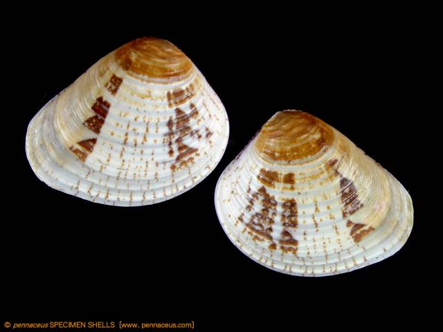 shellauction.net :: Circe rugifera - 3654928