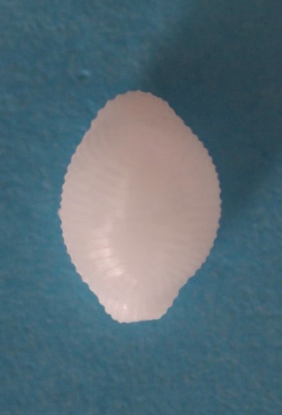 shellauction.net :: Trivirostra turneri - 3654970