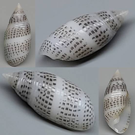 shellauction.net :: Pupa affinis - 3655166