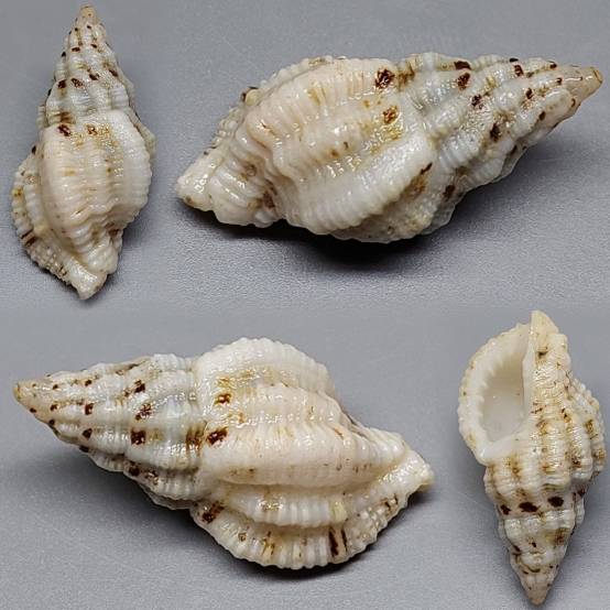 shellauction.net :: Engina sp. - 3655174