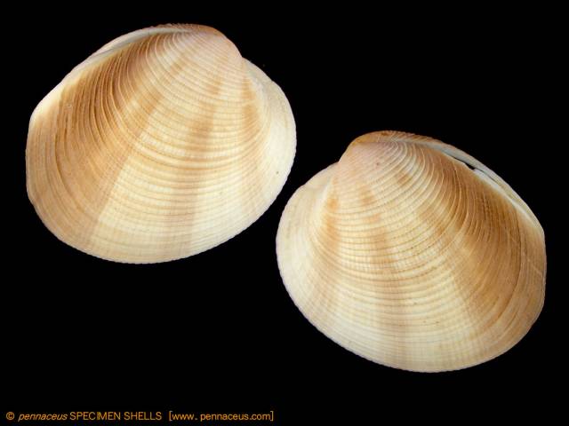 shellauction.net :: Periglypta cf. crispata - 3655256