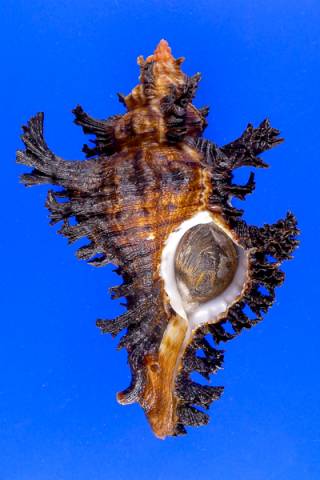 shellauction.net :: Chicoreus sp cfr felicitatis - 3655268